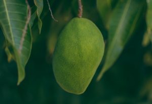 15 Amazing Fruits That Start with F That Will Surprise You