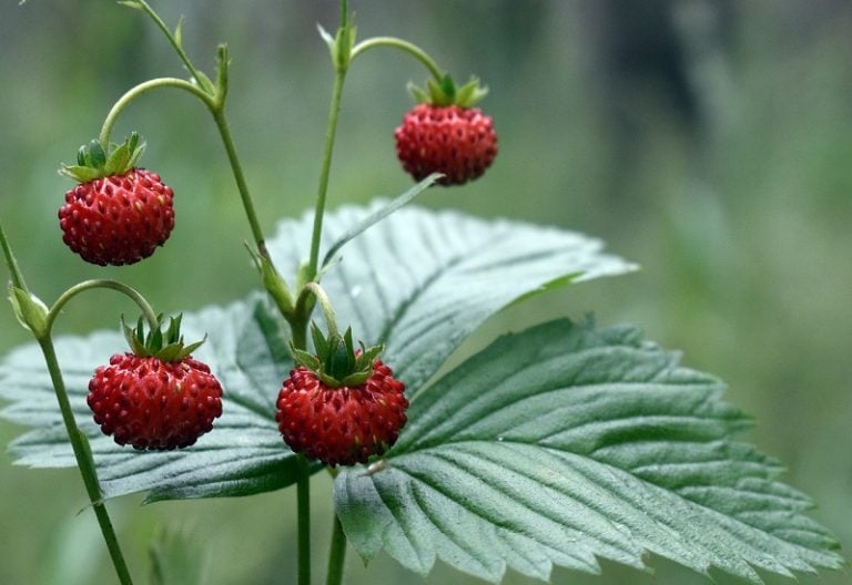 15 Amazing Fruits That Start with F That Will Surprise You