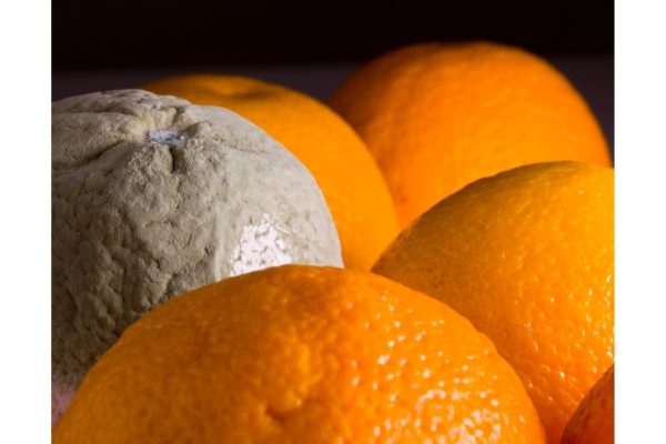 How To Tell If An Orange Is Bad: Read This First!