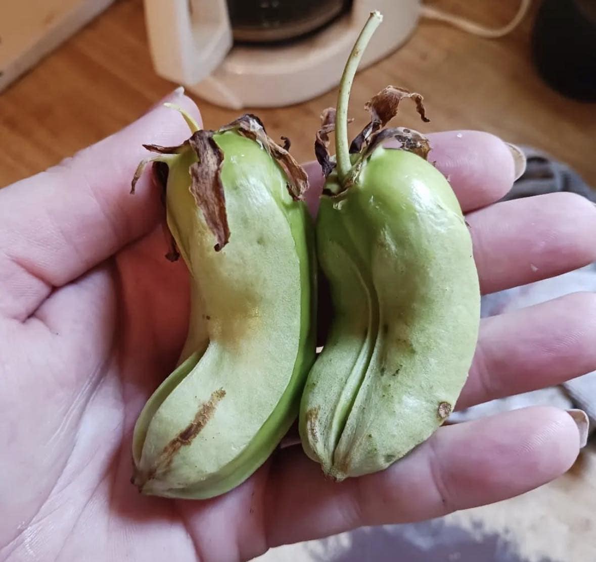17 Fruits that Start with Y You'll Want to Tell Your Friends About