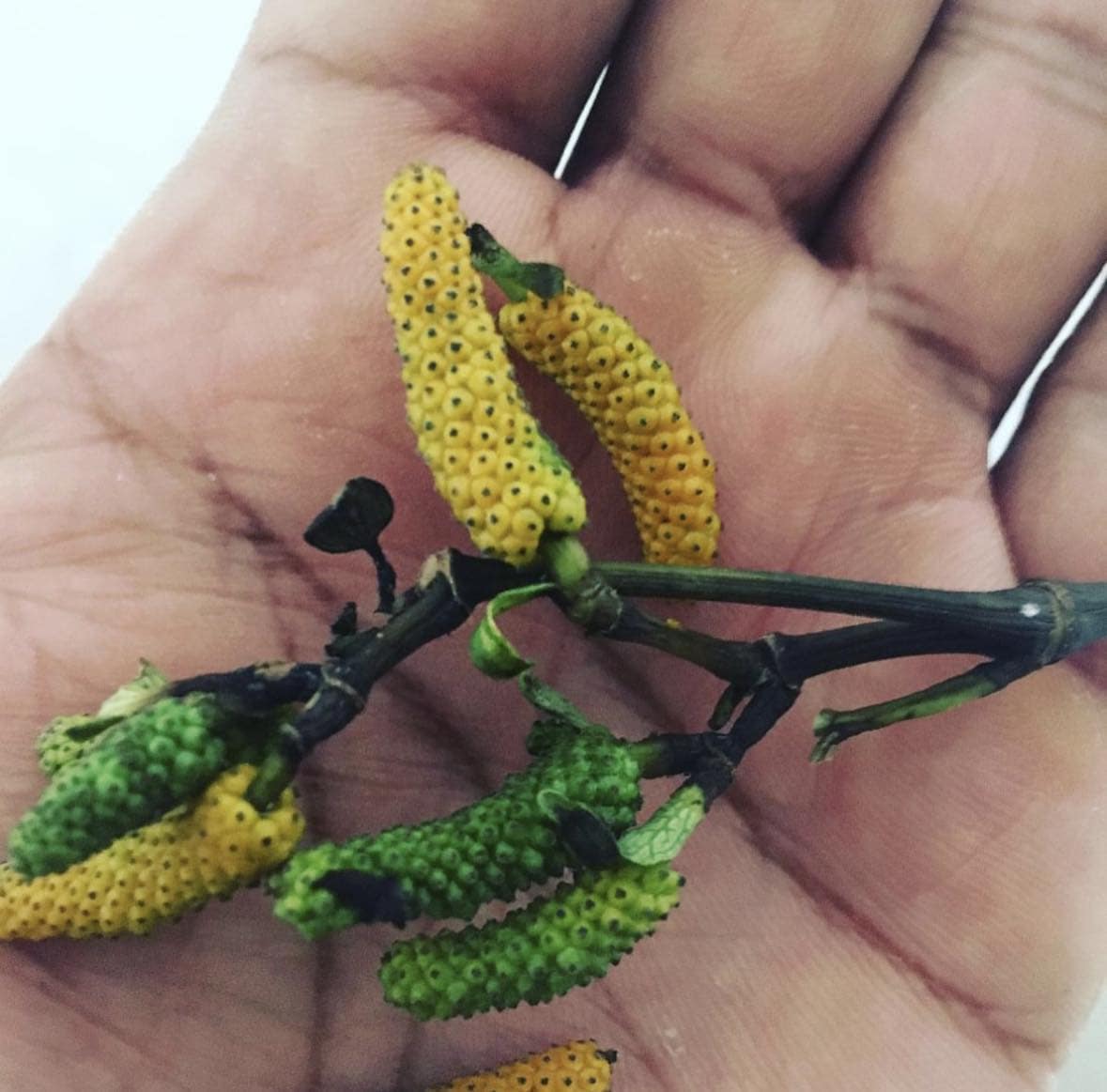 25 Fruits That Start with K to Add a Zing to Your Diet