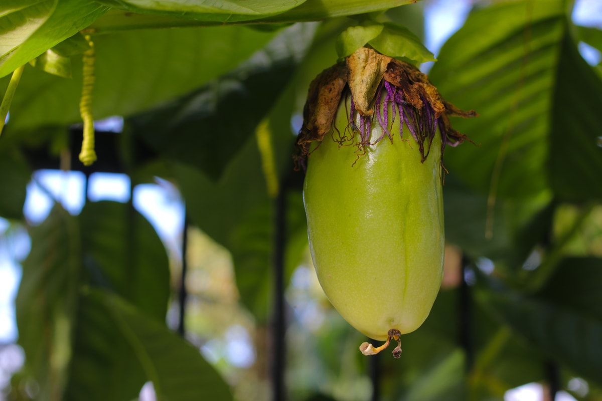 33 Fruits That Start with G (#17 and #28 Are Super Scary!)