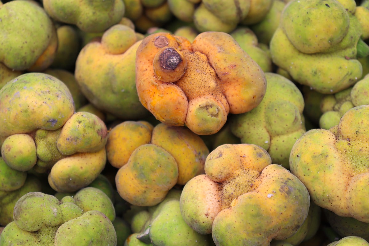 35 Fruits that Start with L to Make You Say "Yum!"