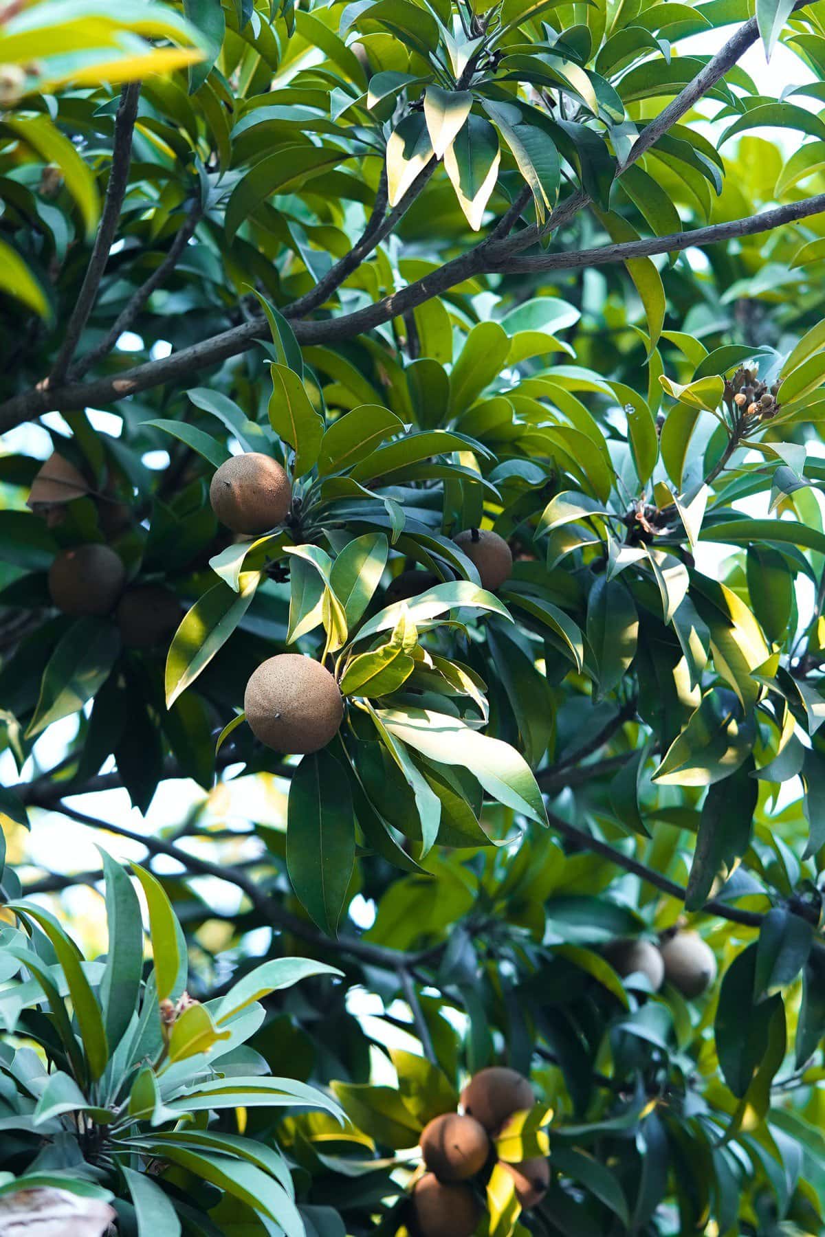 35 Great Fruits That Start with C That Will Leave You Stunned