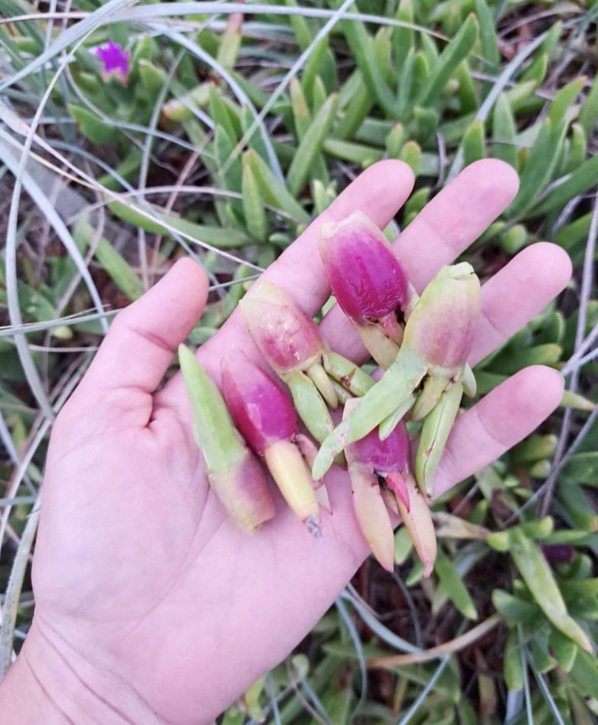 25 Fruits That Start with K to Add a Zing to Your Diet