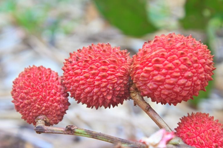 25 Fruits That Start with K to Add a Zing to Your Diet