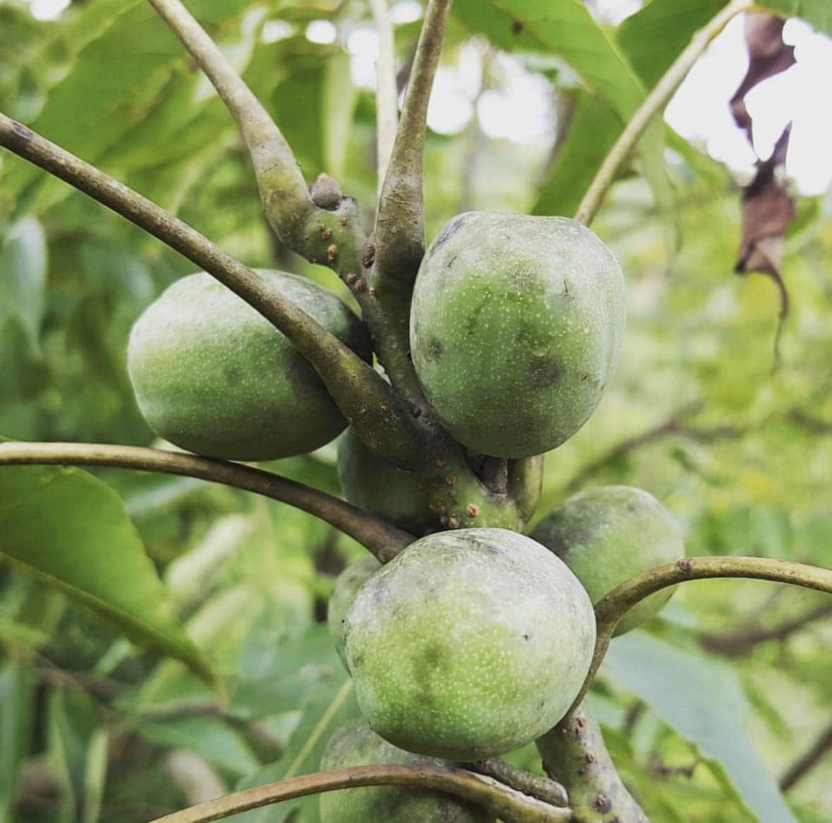 27 Fruits that Start with N for Your Next Food Adventure