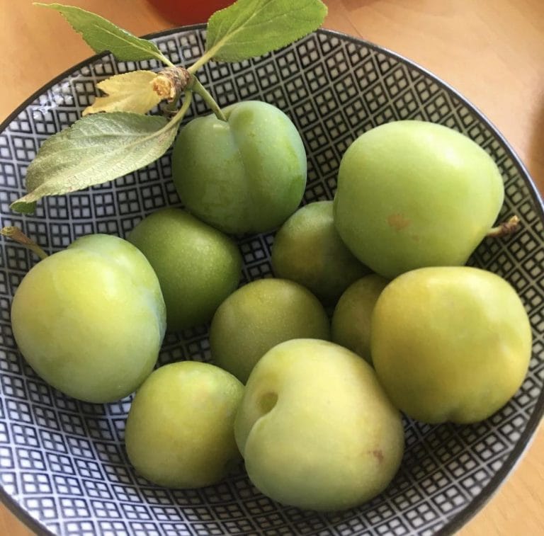 25 Fruits that Start with O to Outshine Your Usual Snacks