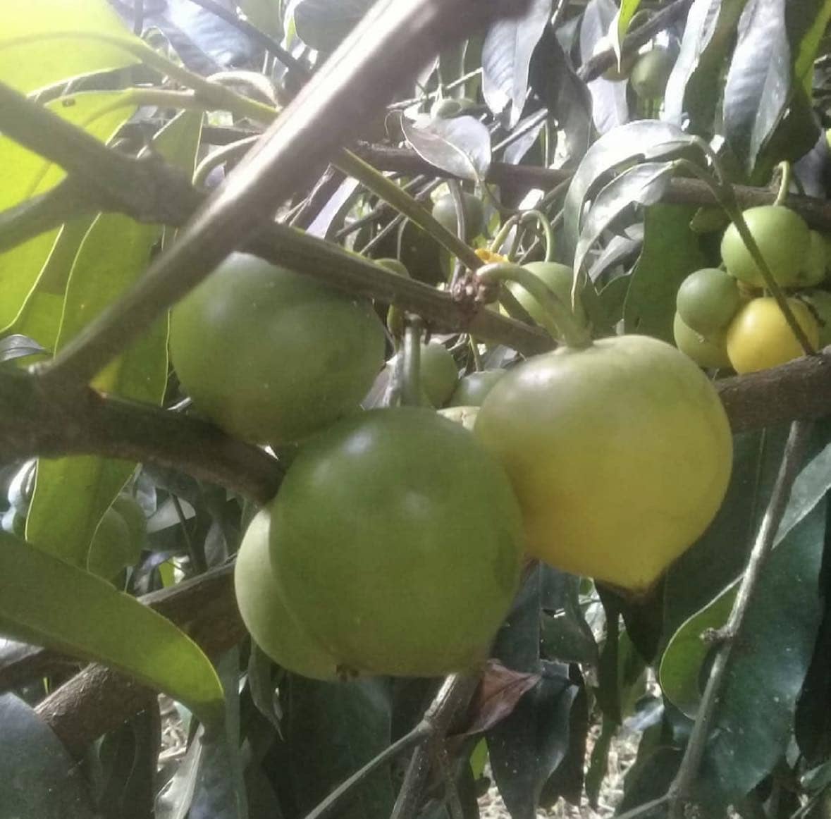 25 Fruits That Start with R That Will Leave You Drooling