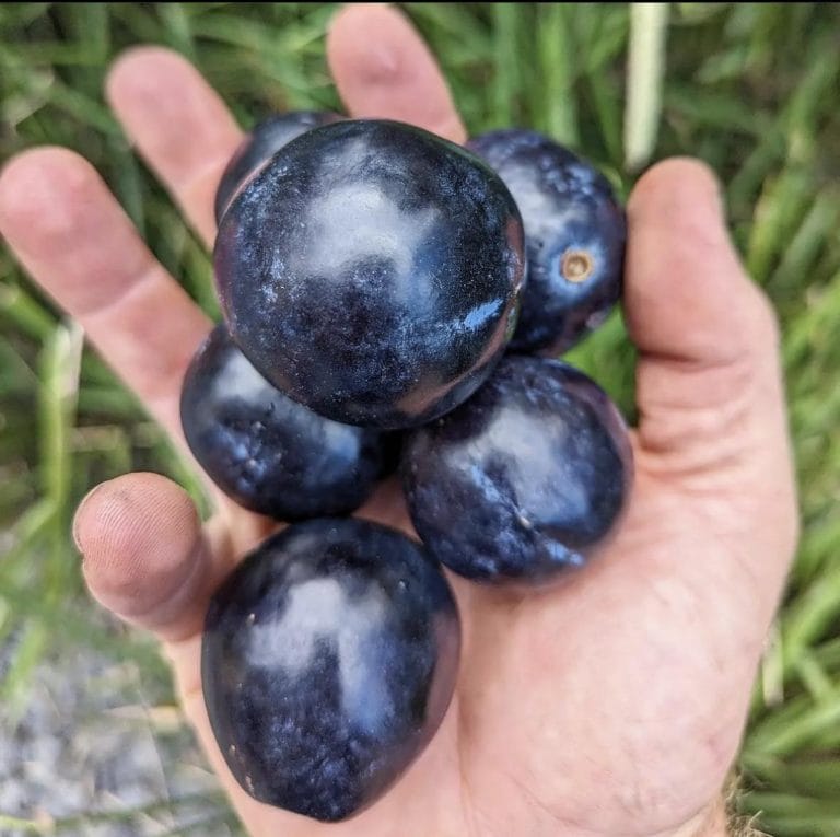 You Won’t Believe These 28 Fruits That Start with D Even Exist!