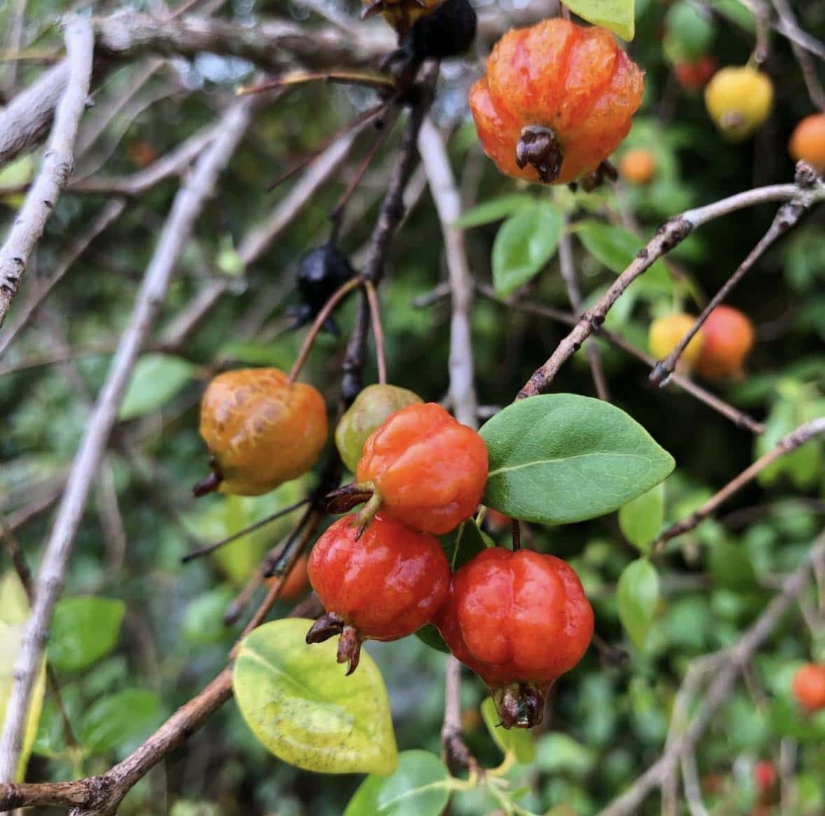 26 Amazing Fruits That Start with F That Will Surprise You