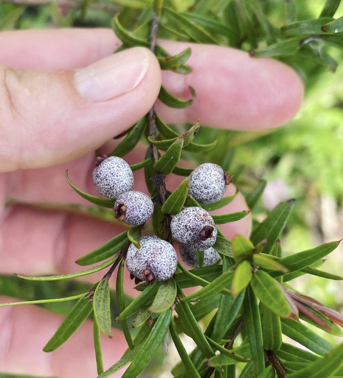 36 Fruits that Start with M You Must Munch On