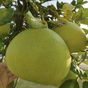 25 Fruits that Start with O to Outshine Your Usual Snacks