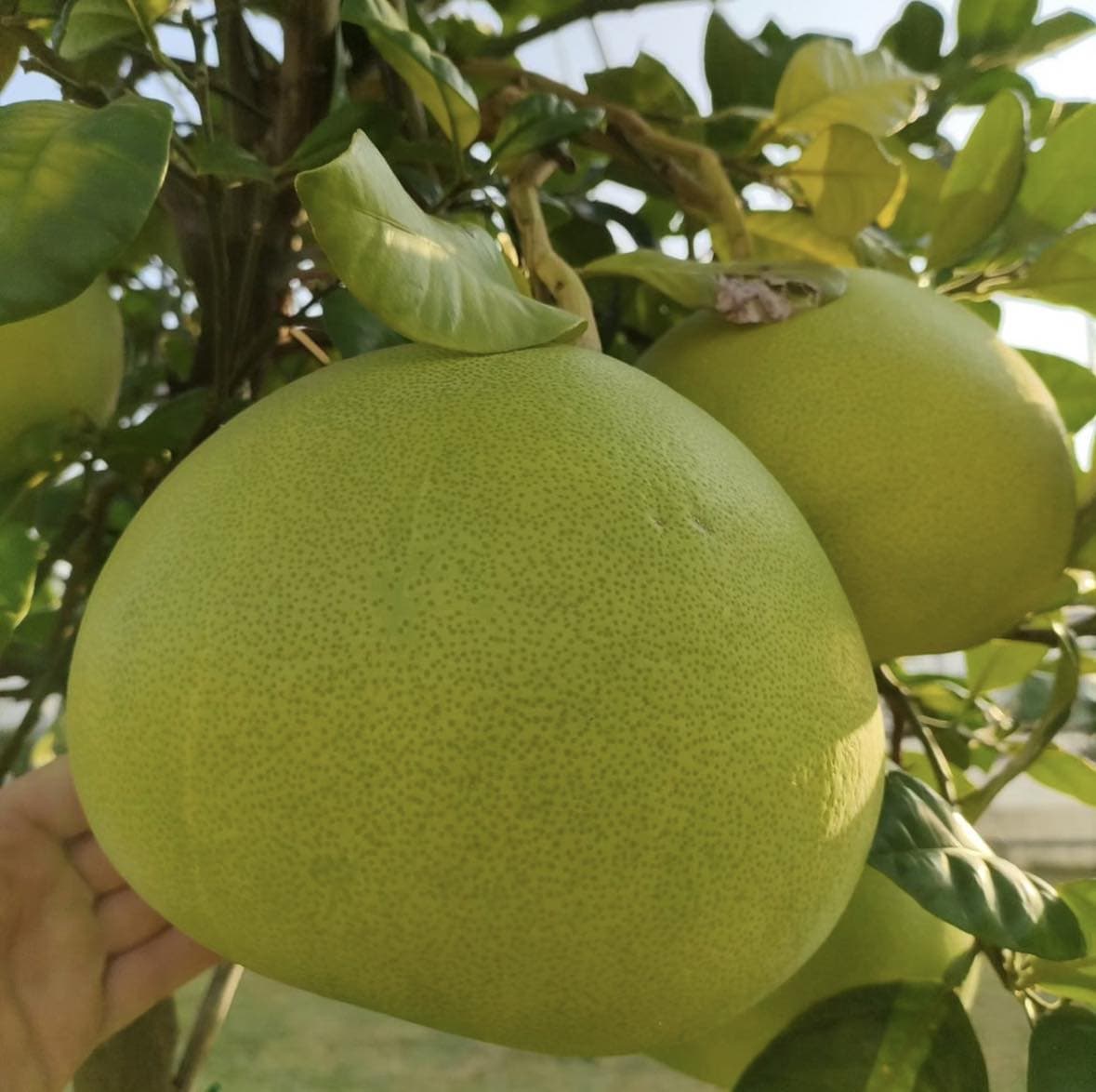 25 Fruits that Start with O to Outshine Your Usual Snacks