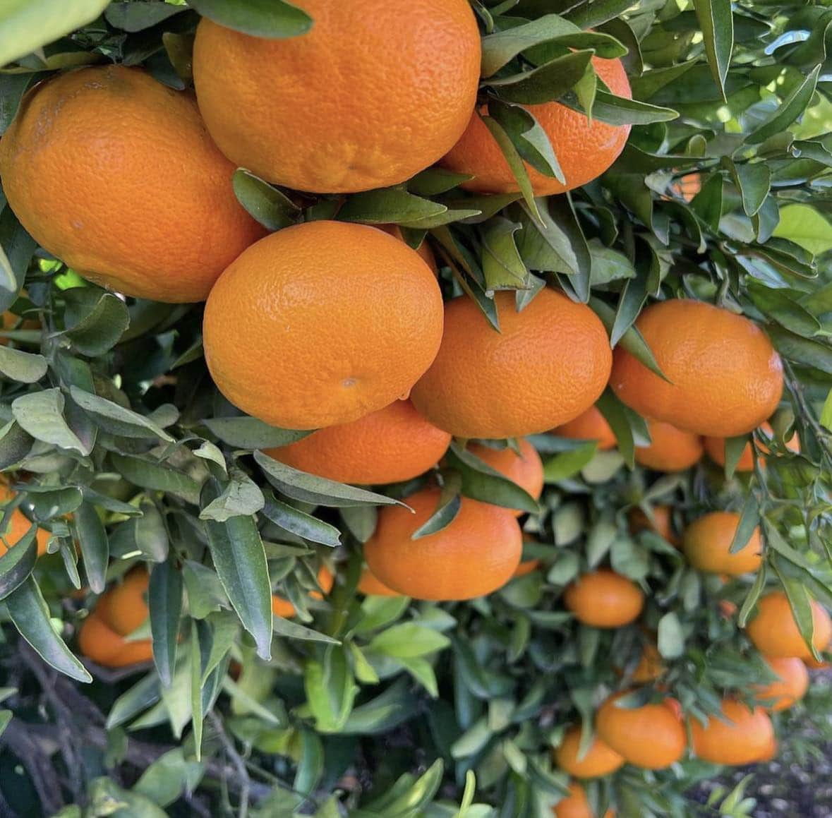 25 Fruits that Start with O to Outshine Your Usual Snacks