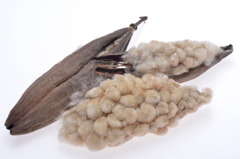 25 Fruits That Start with K to Add a Zing to Your Diet