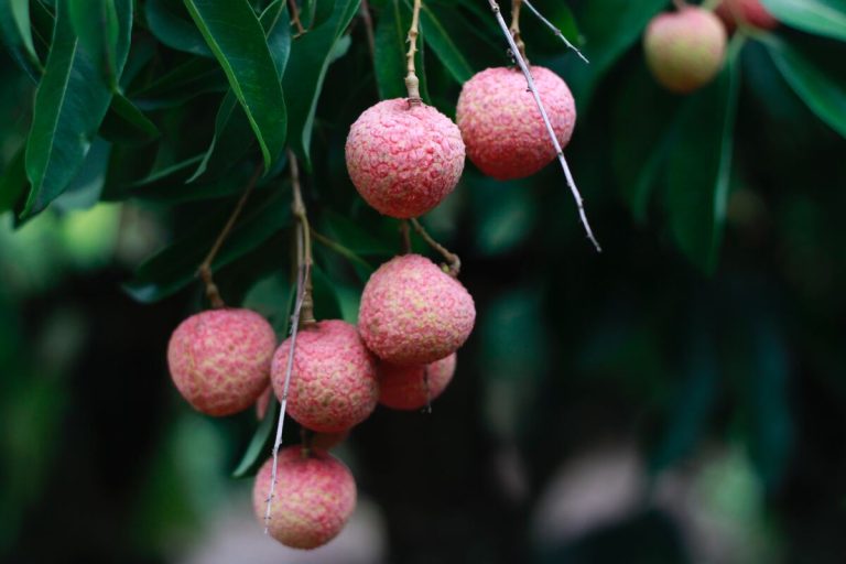 35 Fruits that Start with L to Make You Say "Yum!"