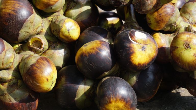 27 Fruits that Start with N for Your Next Food Adventure