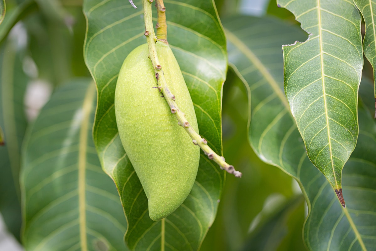 27 Fruits that Start with N for Your Next Food Adventure