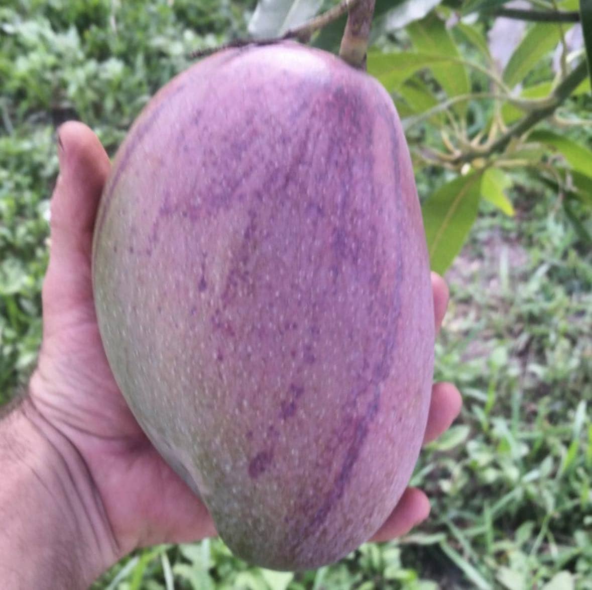 35 Fruits that Start with L to Make You Say "Yum!"