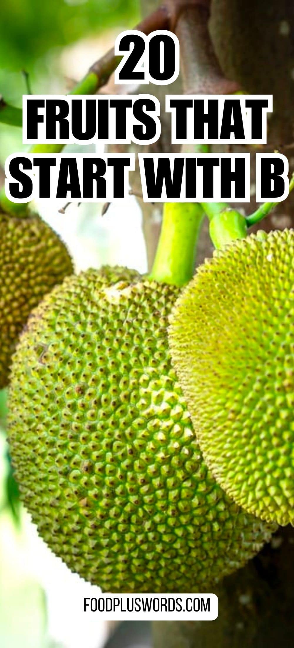 20 Delicious Fruits That Start with B (Be Careful with #12)