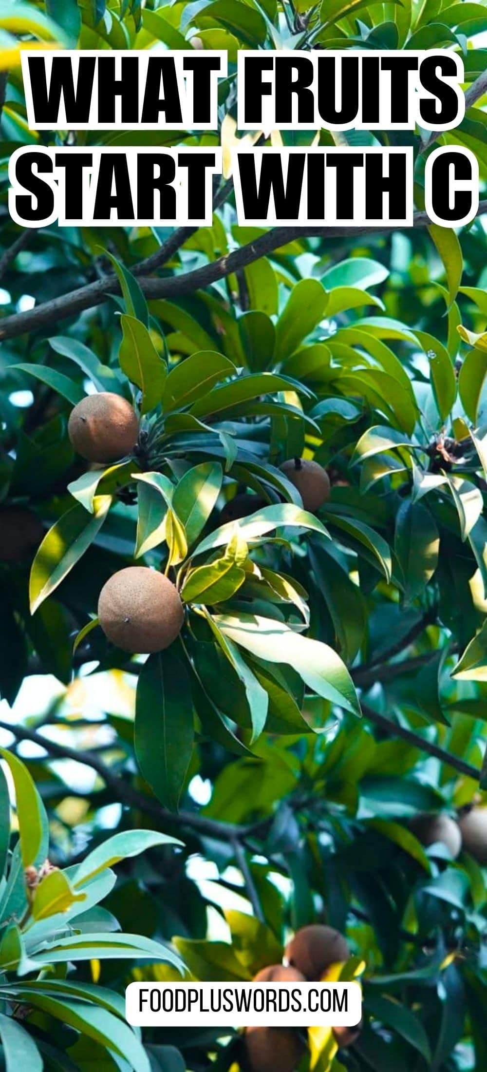 35 Great Fruits That Start with C That Will Leave You Stunned