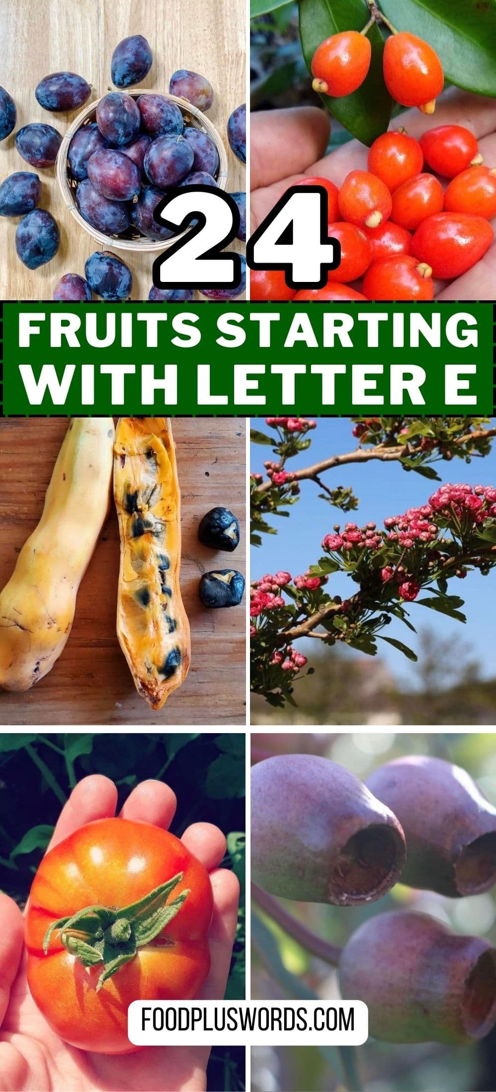 24 Fruits That Start with E Every Food Lover Should Know!
